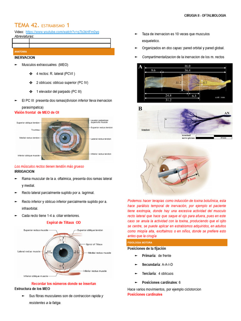 Tema 42. Estrabismo | PDF | Sentidos | Oftalmología