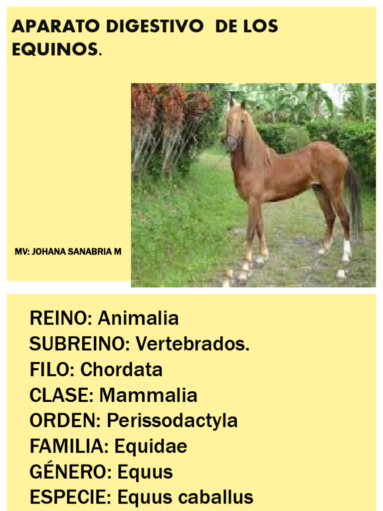 Sistema Digestivo del Caballo | PDF | Sistema digestivo humano | Digestión