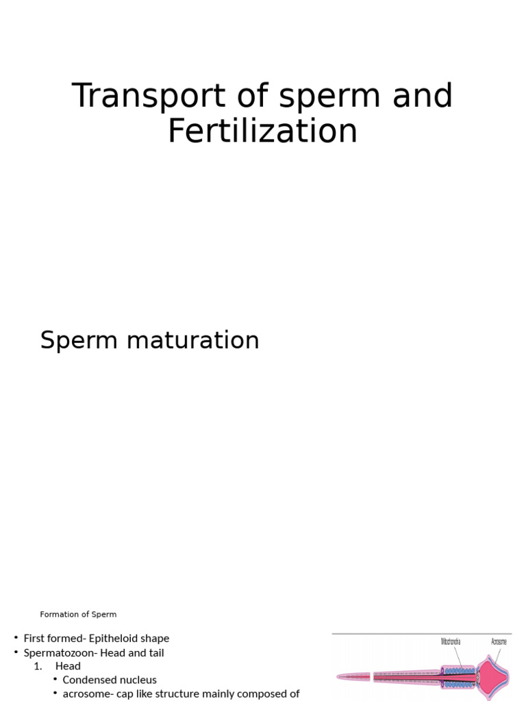 Implantation and Fertilization | PDF | Mammal Reproductive System ...