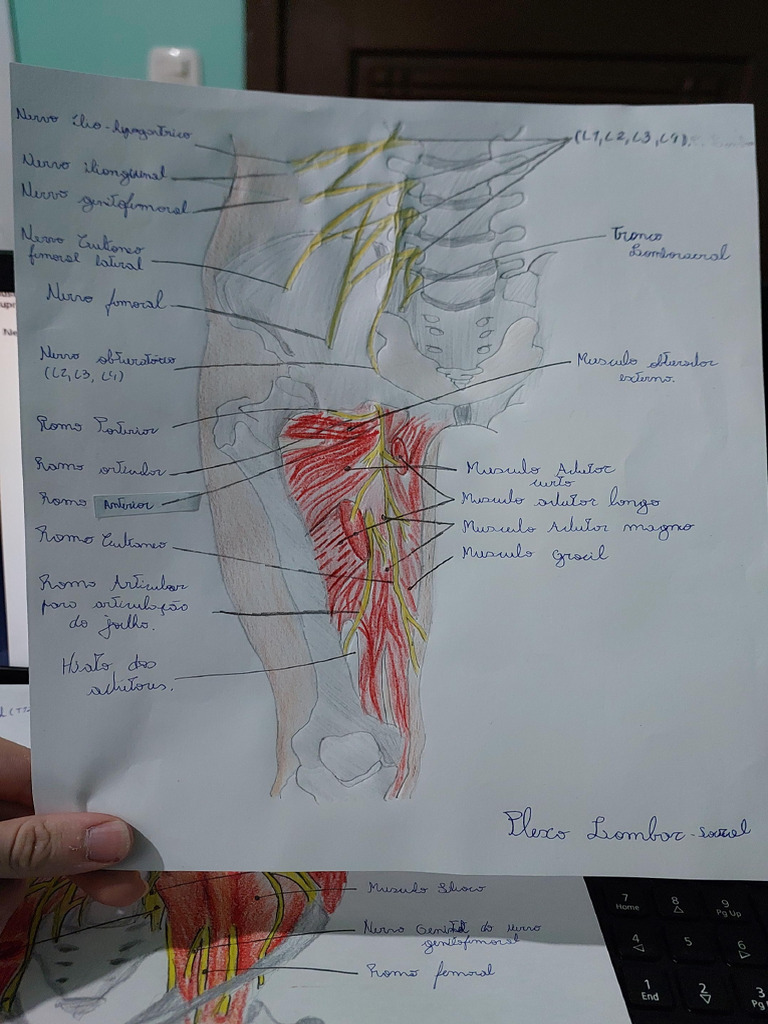 Plexo Lombar Sacral | PDF