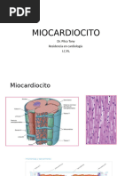 Sincitio Cardíaco: Estructura y Función | PDF | Corazón | Anatomía