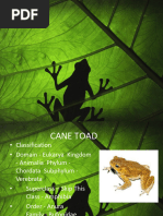 Toad External Anatomy Diagram | PDF | Vertebral Column | Vertebra
