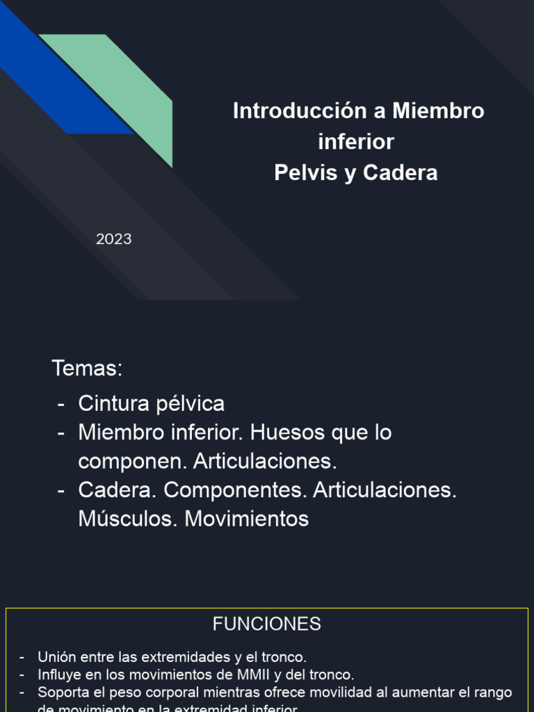 Anatomía y Función del Miembro Inferior | PDF | Pelvis | Sistema musculoesquelético