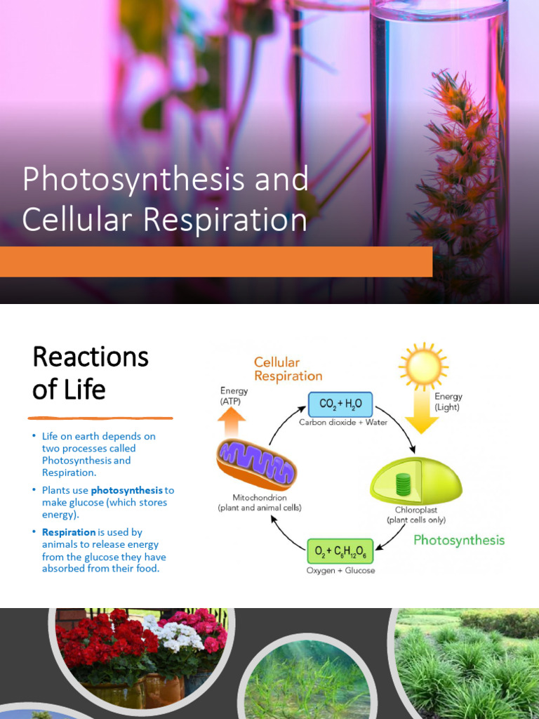 Photosynthesis Respiration | PDF