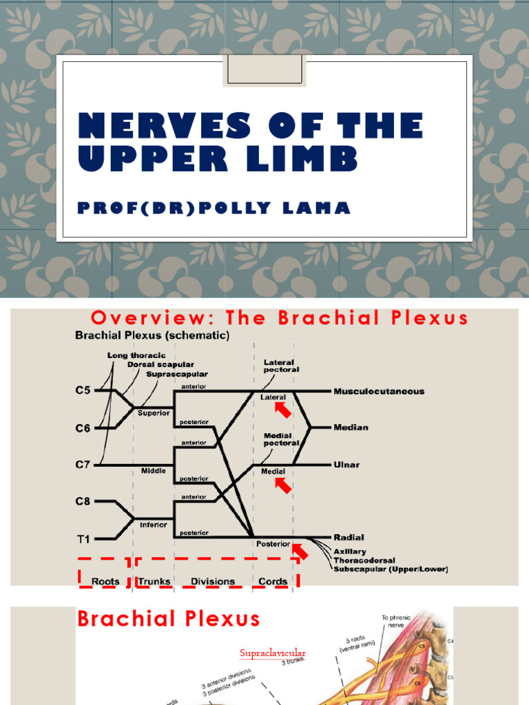 Nerves of Upper Limb | PDF | Arm | Musculoskeletal System
