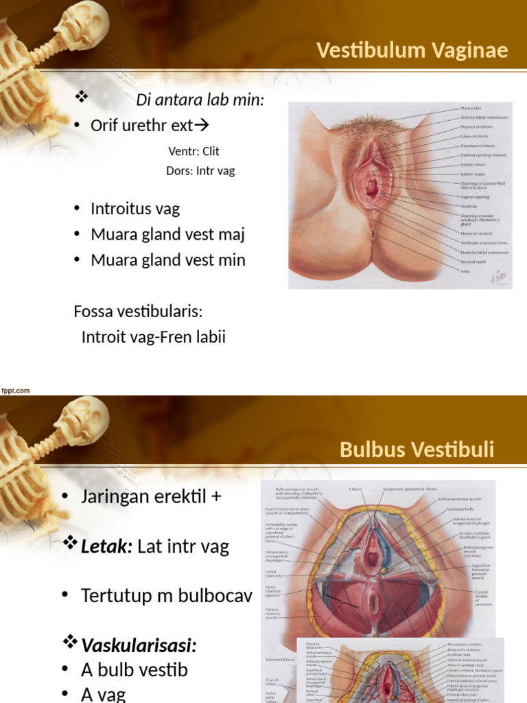 PPT Tutor Anatomi Blok 12 | PDF