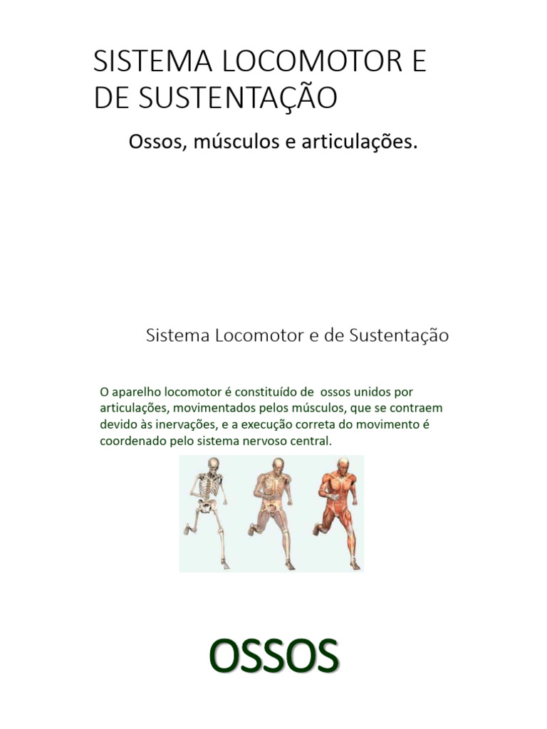 Sistema Locomotor E De Sustentação Pdf Esqueleto Osso