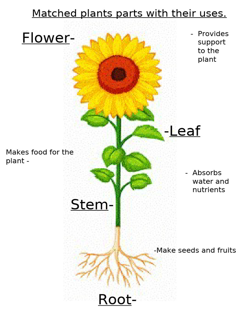 Match Plant Part With The Uses | PDF