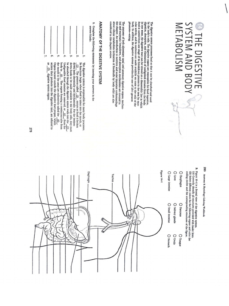 The Digestive System and Body Metabolism | PDF