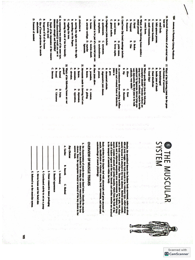 Muscular System Activities | PDF