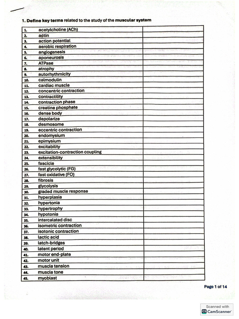Muscular System Activities 2 | PDF
