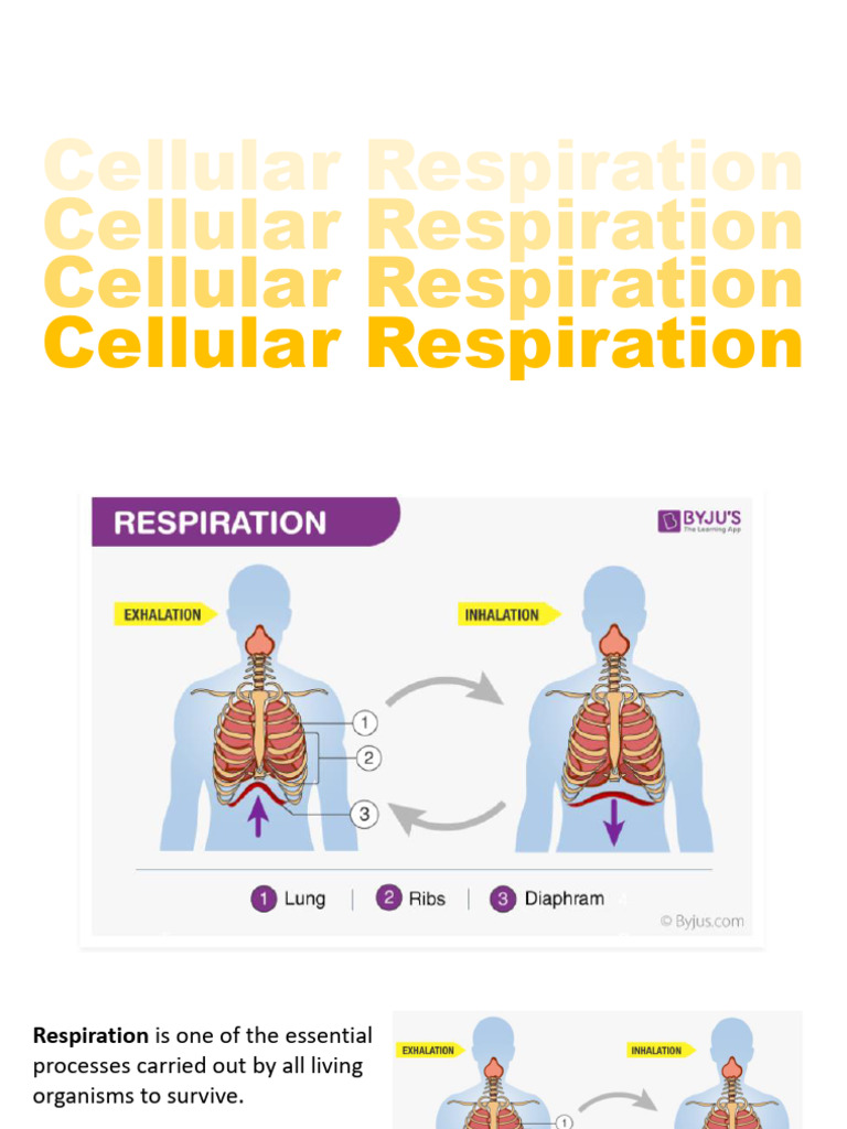 Cellular Respiration | PDF