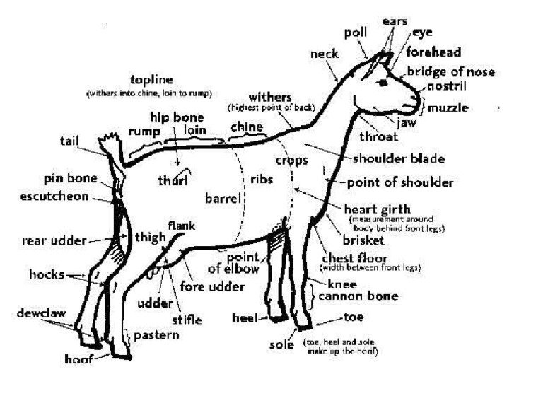 External Parts of Goat | PDF