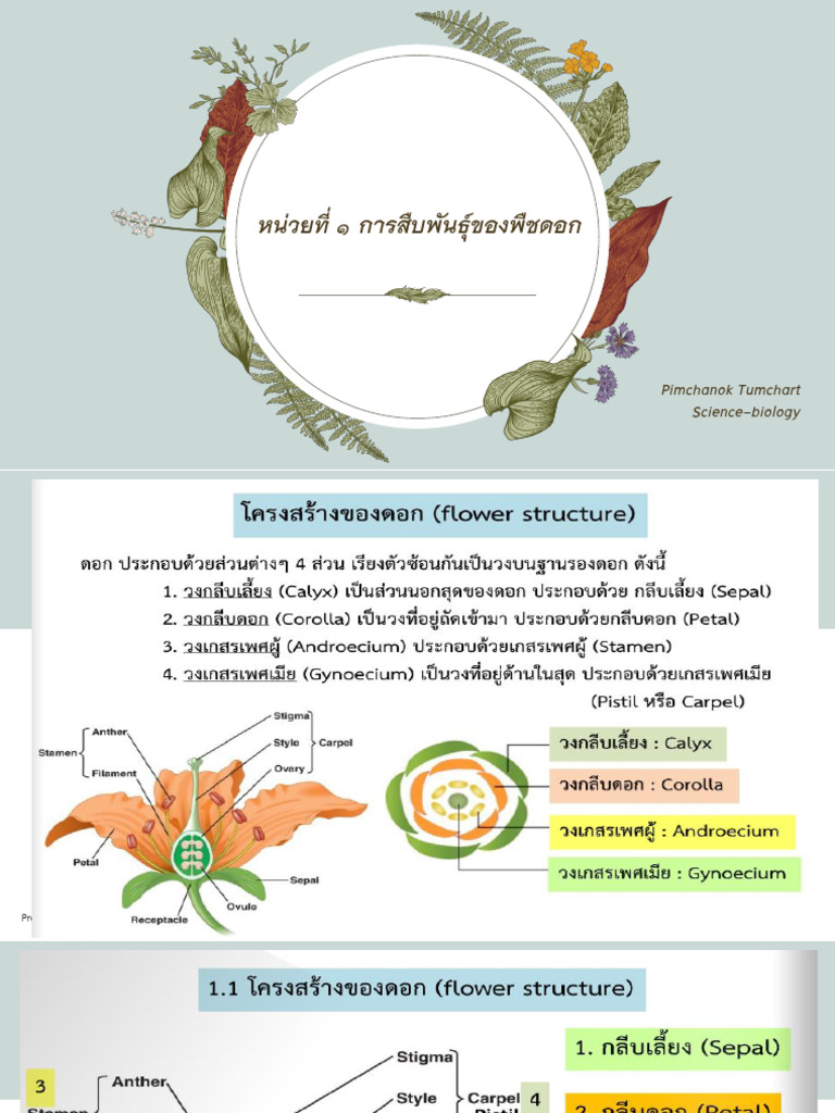 Plant Structure | PDF