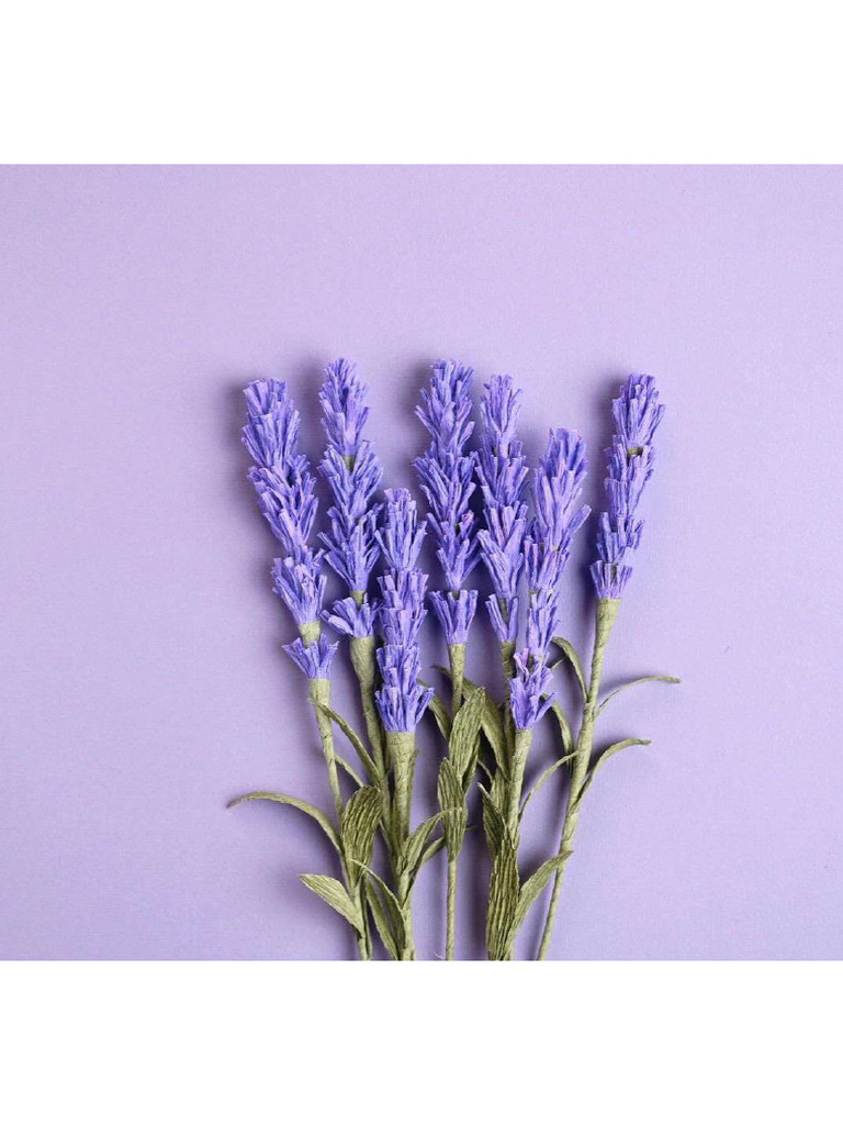 Lavender | PDF