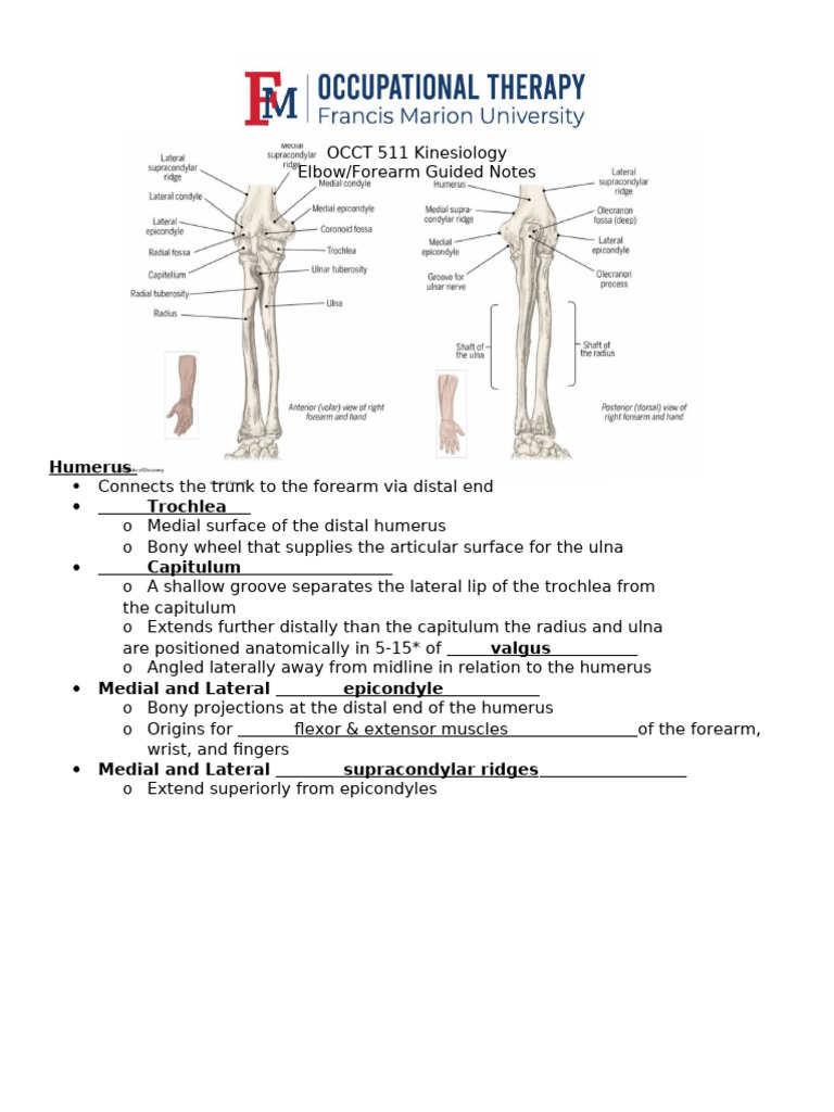 Elbow Guided Notes BLANK | PDF | Elbow | Anatomical Terms Of Motion