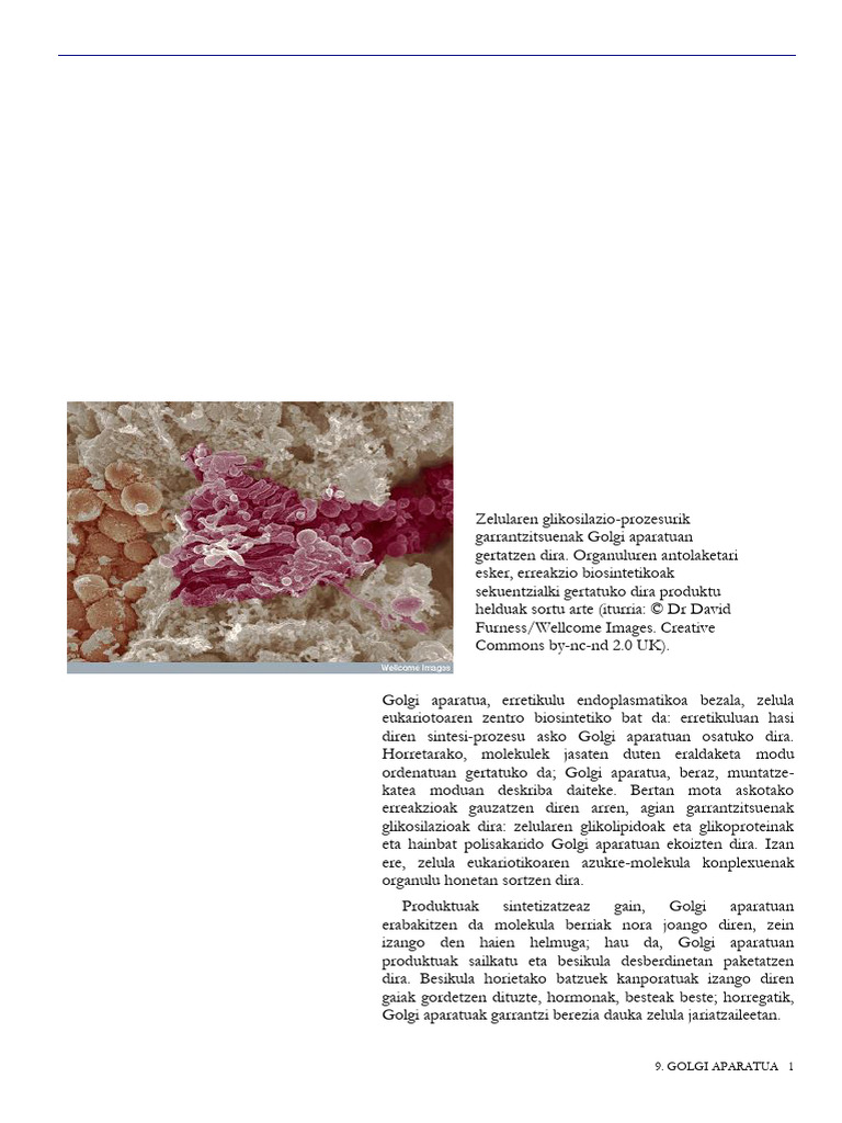 9 Golgi - Aparatua Ocw | PDF