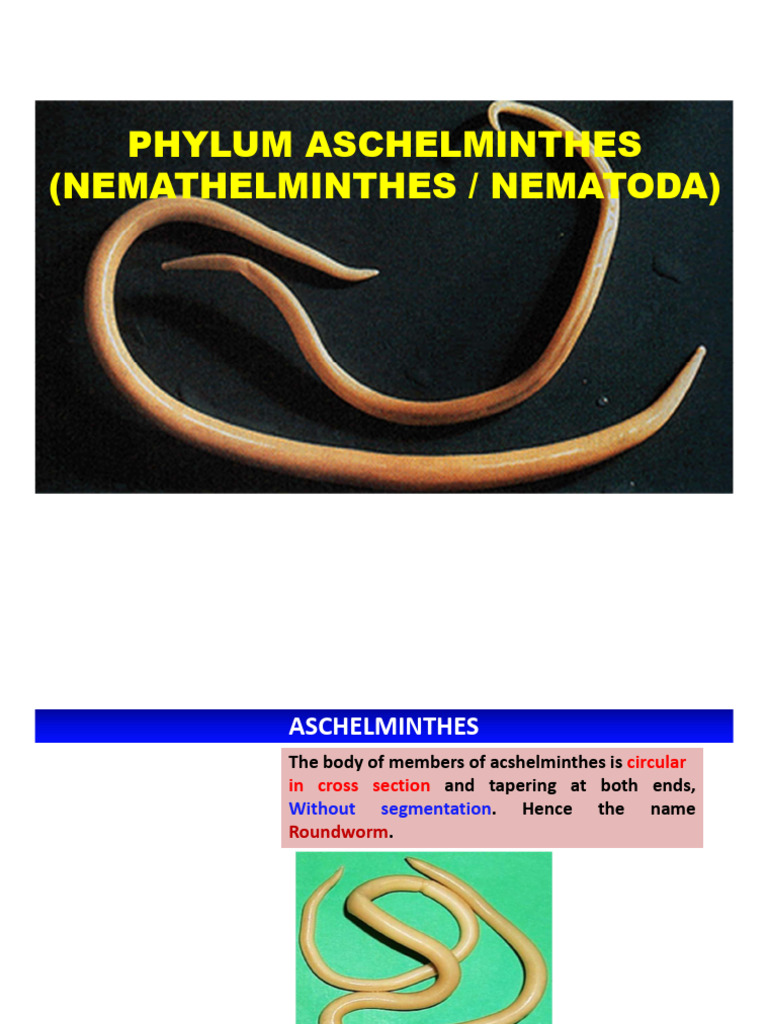 Phylum Aschelminthes (Nemathelminthes / Nematoda) | PDF | Nematode ...