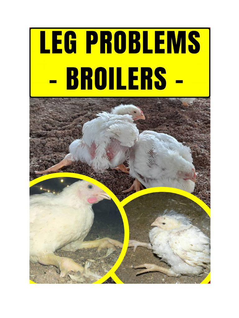 Leg Problems - Poultry Nutrition & Management | PDF | Broiler | Bone