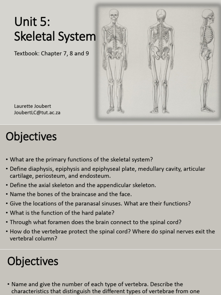 Overview of the Skeletal System | PDF | Vertebra | Pelvis