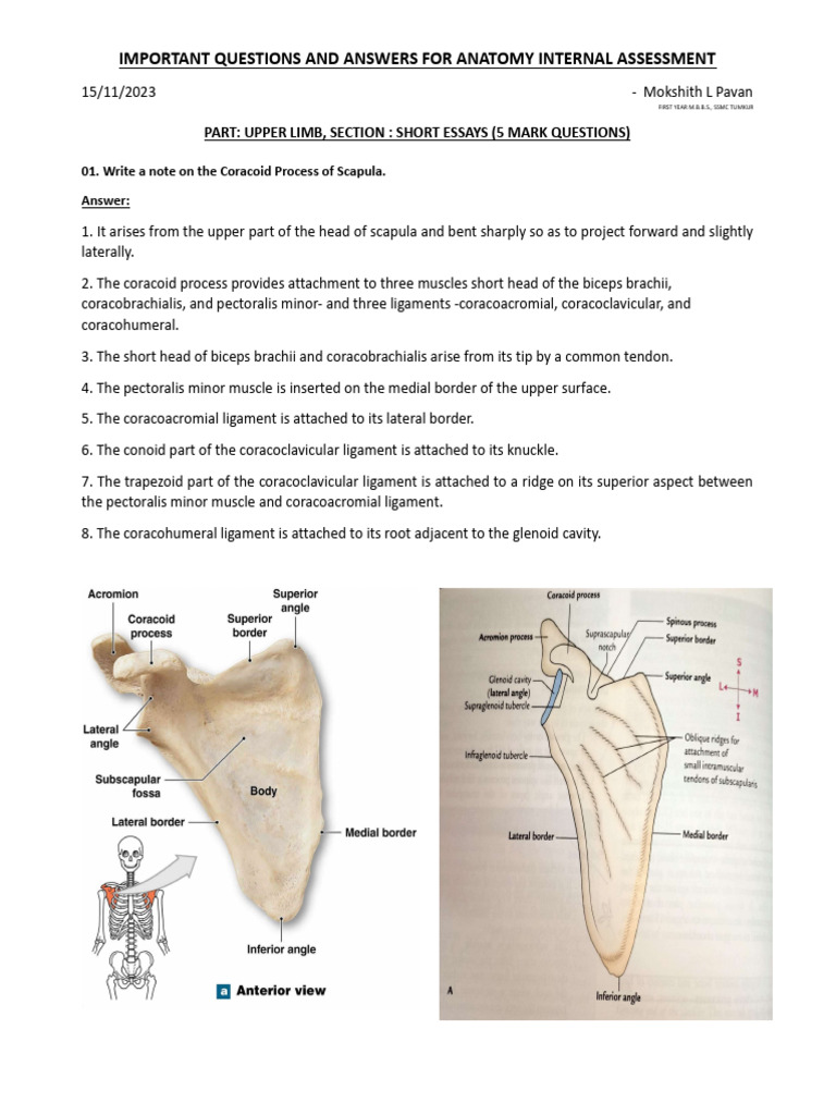 Anatomy Upper Limb Short Essays | PDF | Arm | Elbow