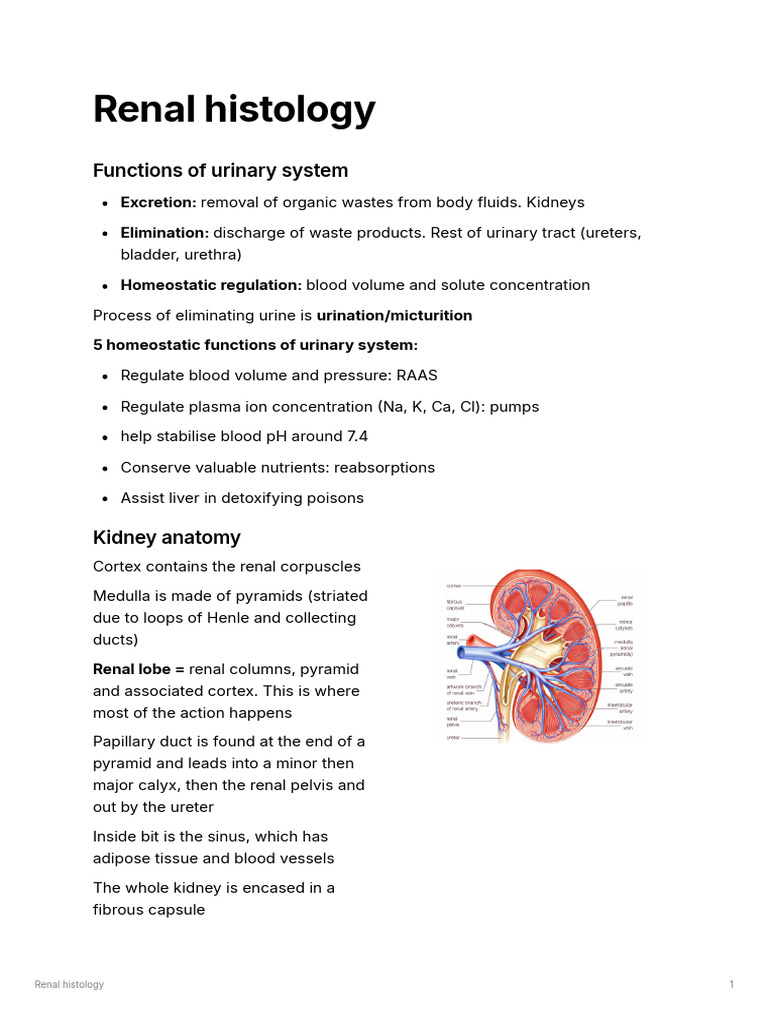 1.Renal histo 2 | PDF | Angiotensin | Kidney