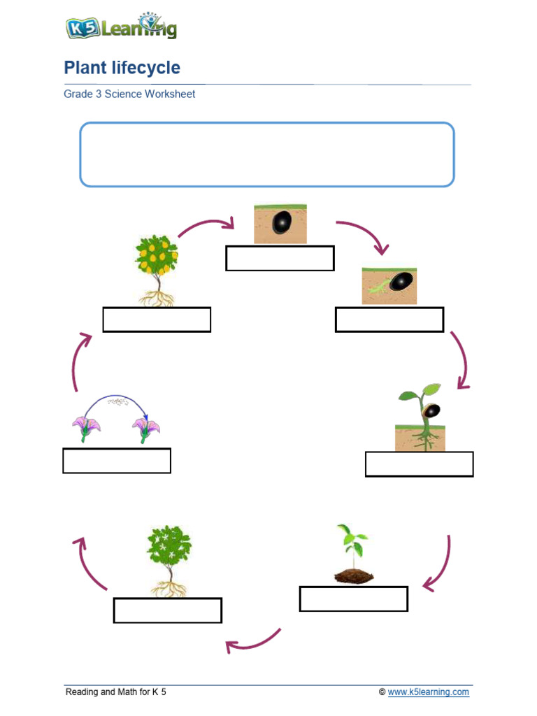 Plant Lifecycle Worksheet | PDF