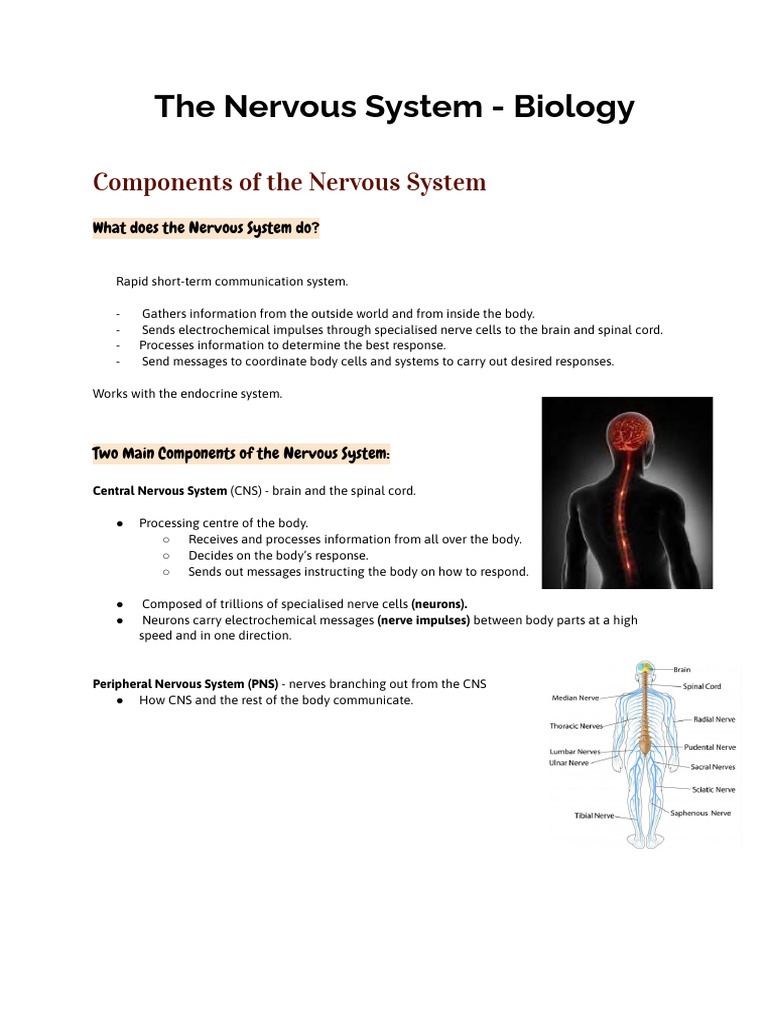 Overview of the Nervous System Components | PDF | Nervous System | Neuron