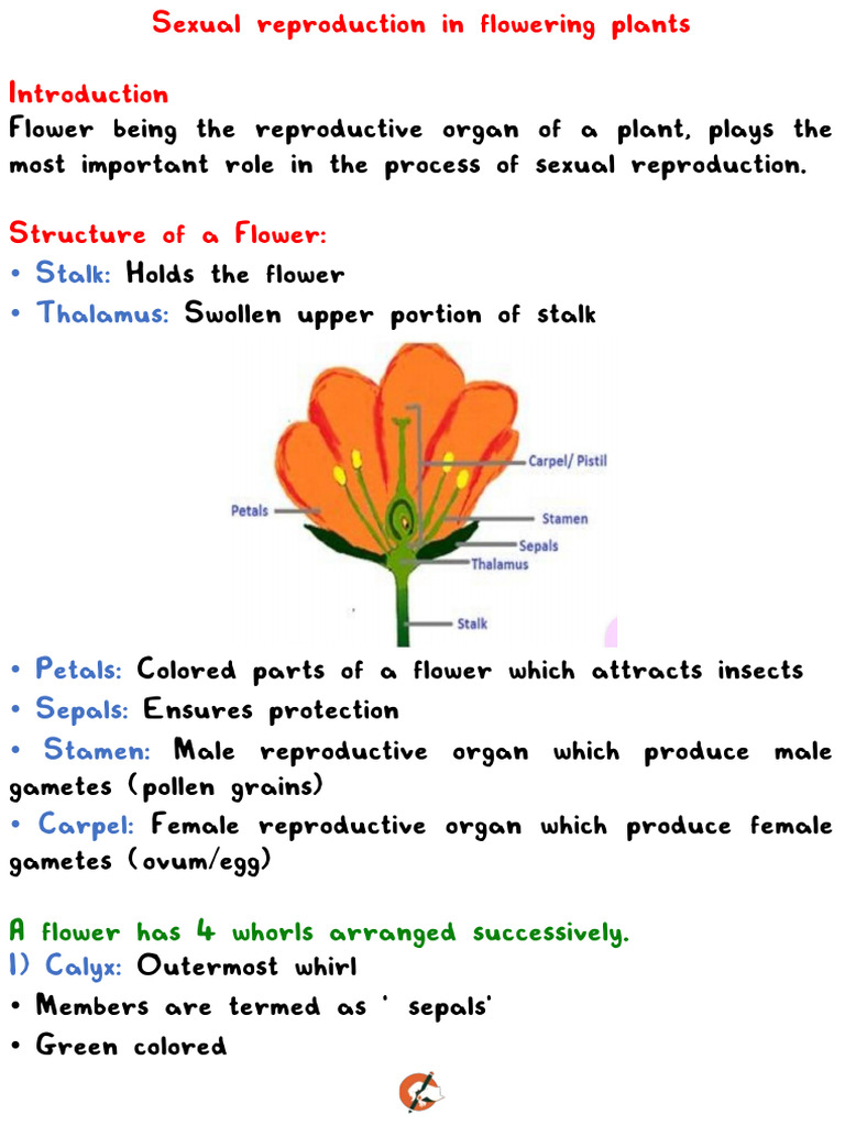 Sexual Reproduction in Flowering Plants | PDF | Seed | Flowers