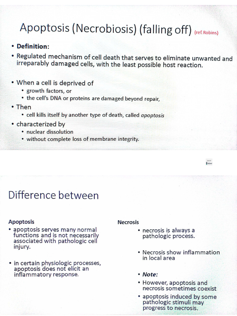 Apoptosis Lecture From Robin | PDF