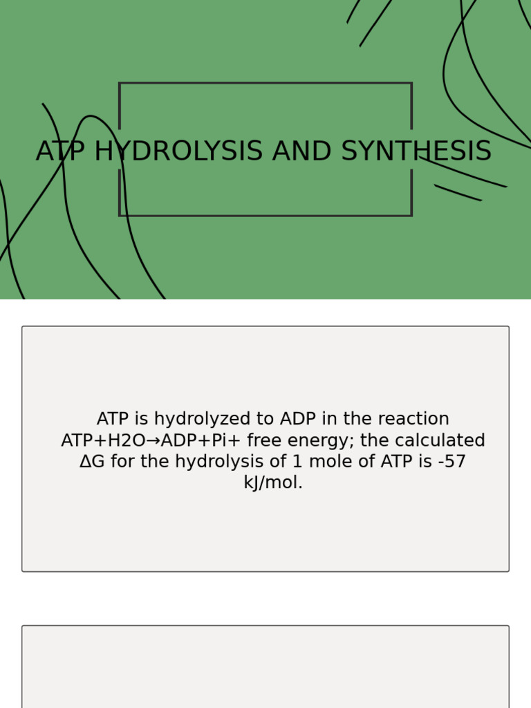ATP Hydrolysis and Synthesis Explained | PDF