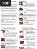 Fruit and Vegetable Nutrition Tier List | PDF | Vegetables | Vitamin