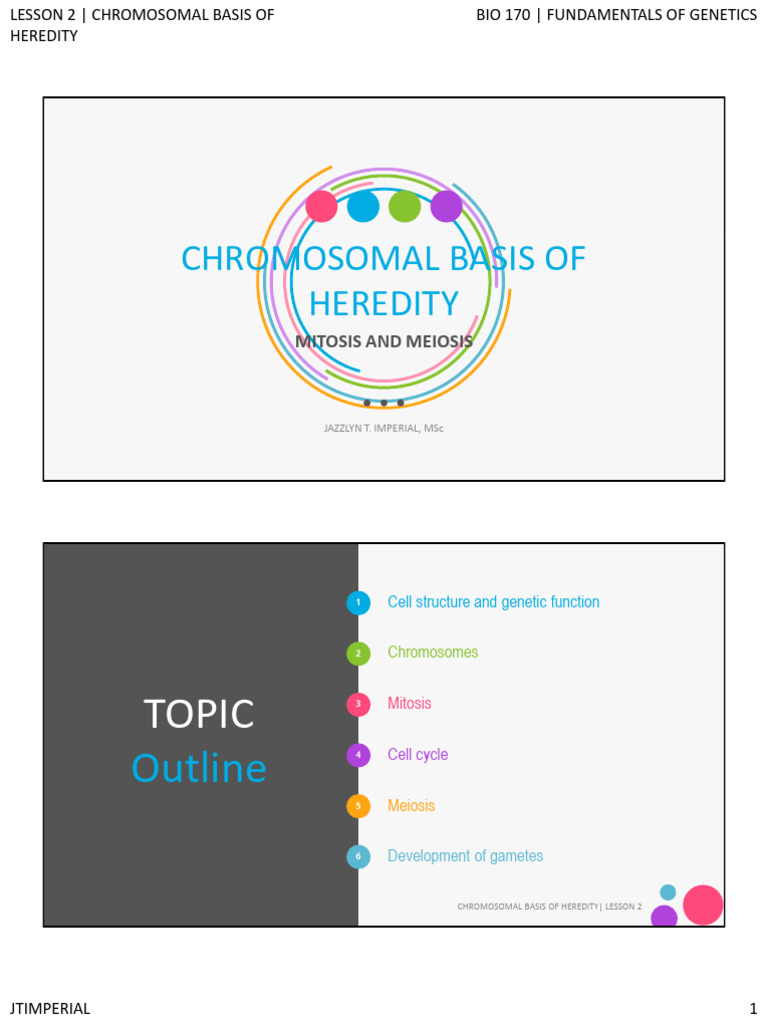 Lesson 2 - Chromosomal Basis of Heredity | PDF | Meiosis | Chromosome