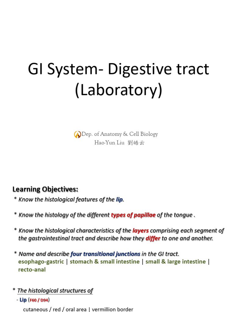 GI I Digestive Tract Med | PDF | Stomach | Gastrointestinal Tract