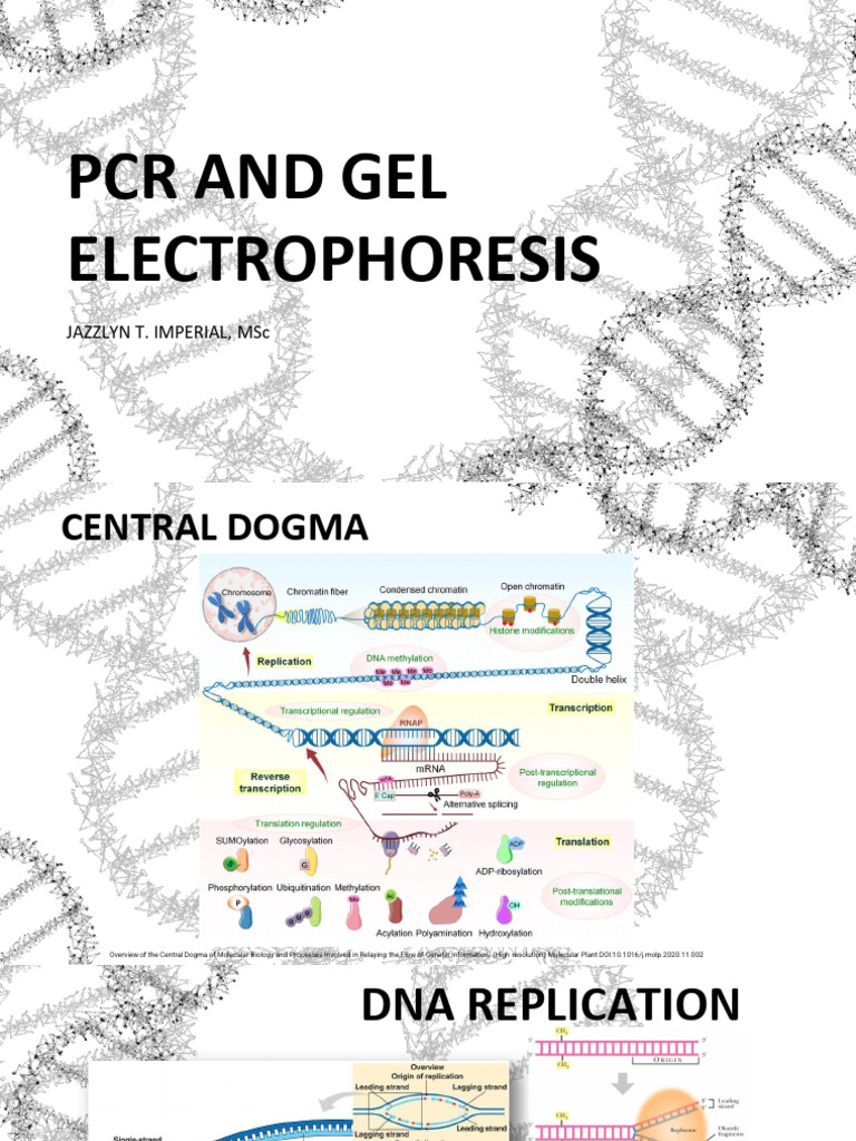 Lesson 7B - PCR and Gel Electrophoresis | PDF | Agarose Gel Electrophoresis | Gel Electrophoresis