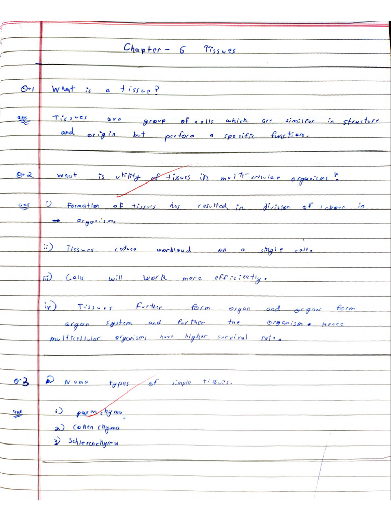 L-6 Tissues Excercise Questions, Intext Questions and Worksheet-2 of ...