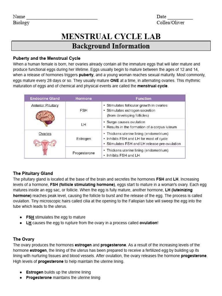 Understanding the Menstrual Cycle Lab | PDF | Menstrual Cycle | Ovary