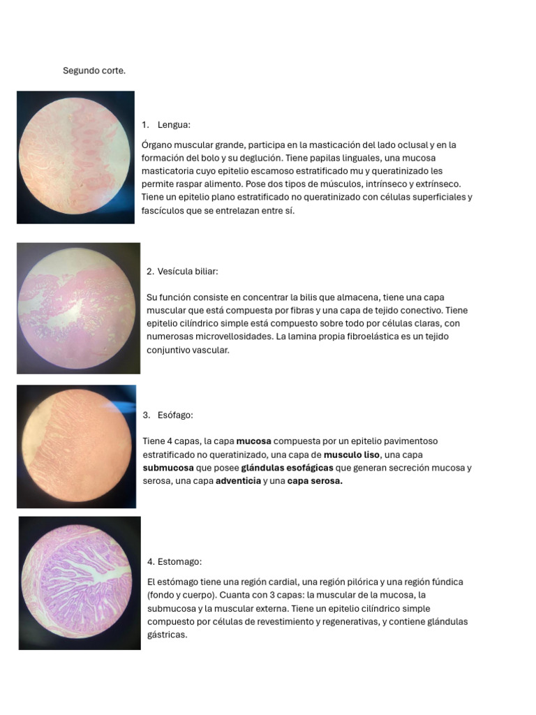 Segundo Corte Lab de Histologia | PDF | Epitelio | Membrana mucosa