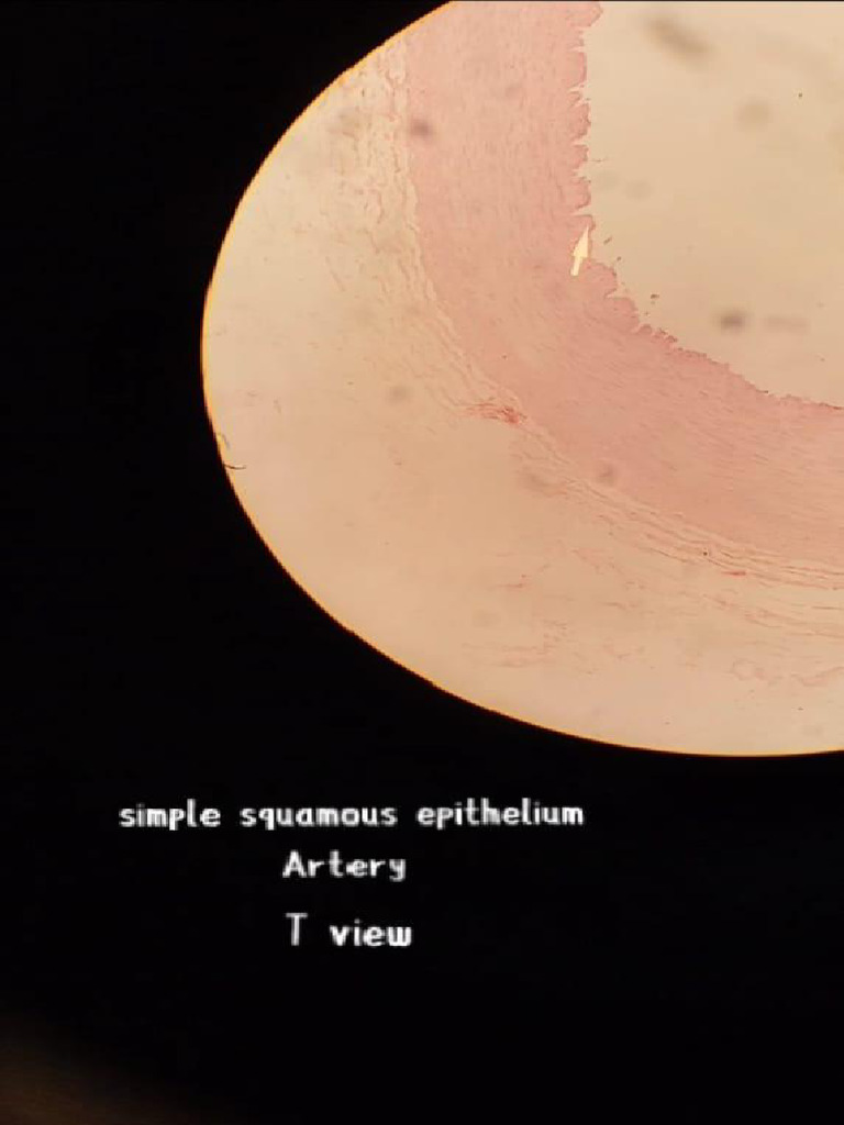 Amc 1st Year Histo Slides 2024 | PDF