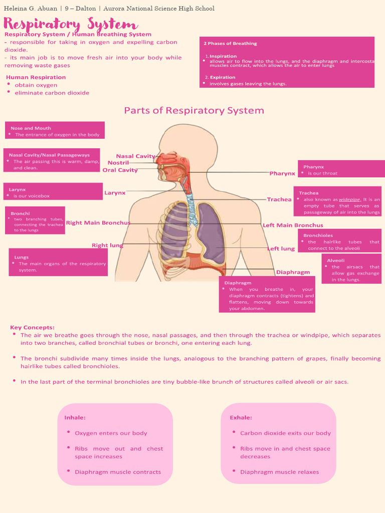 Respiratory System - Lesson 1 | PDF