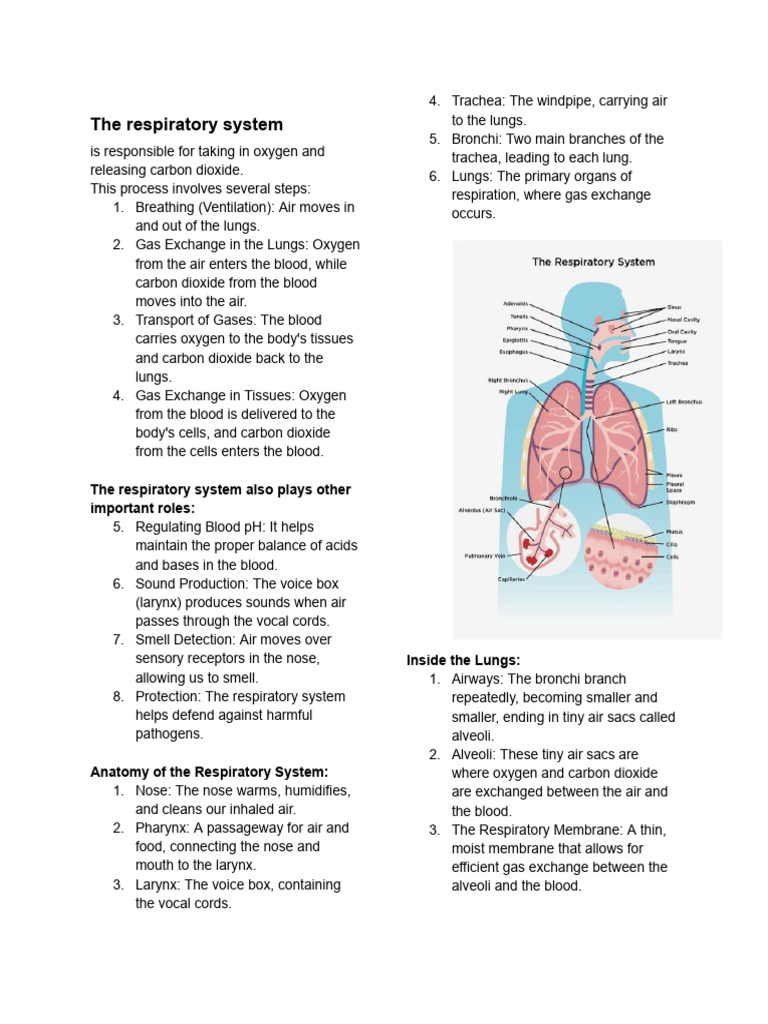 Respiratory System Notes | PDF | Respiratory System | Respiratory Tract