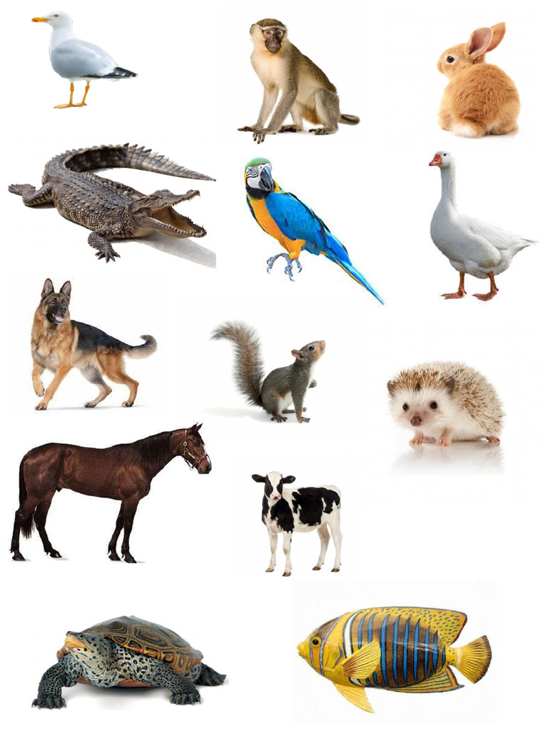Animals | PDF