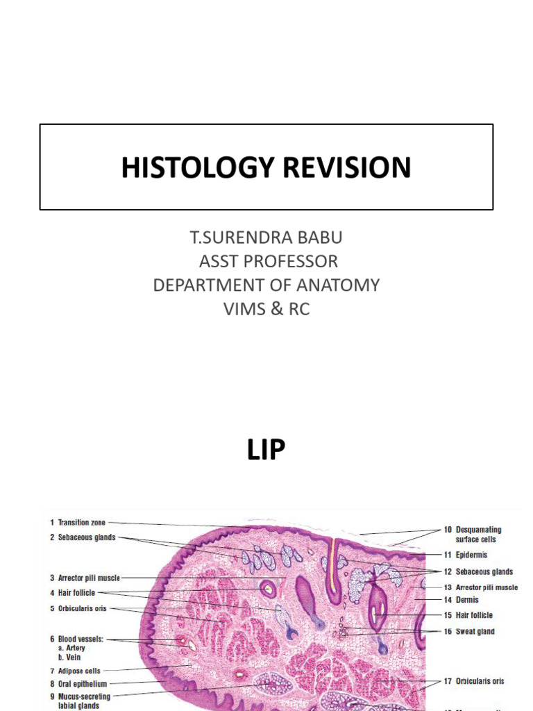 Histology Revision BDS | PDF