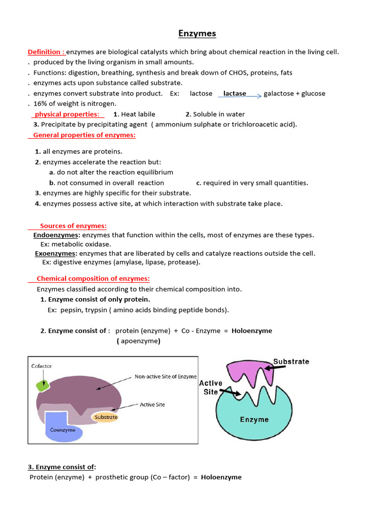 Bio Enzymes 2025 | PDF | Enzyme | Cofactor (Biochemistry)