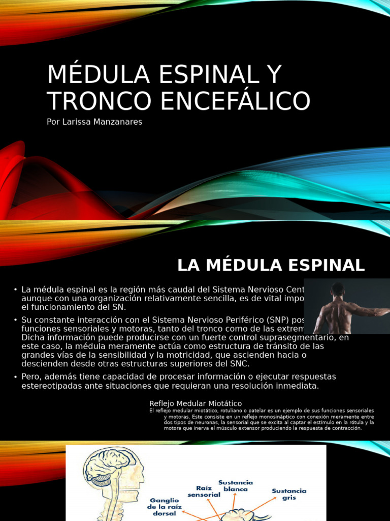 Anatomía y Función de la Médula Espinal | PDF | Médula espinal | Cerebelo