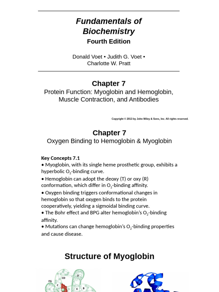 Chapter 7 Protein Function | PDF | Hemoglobin | Biochemistry