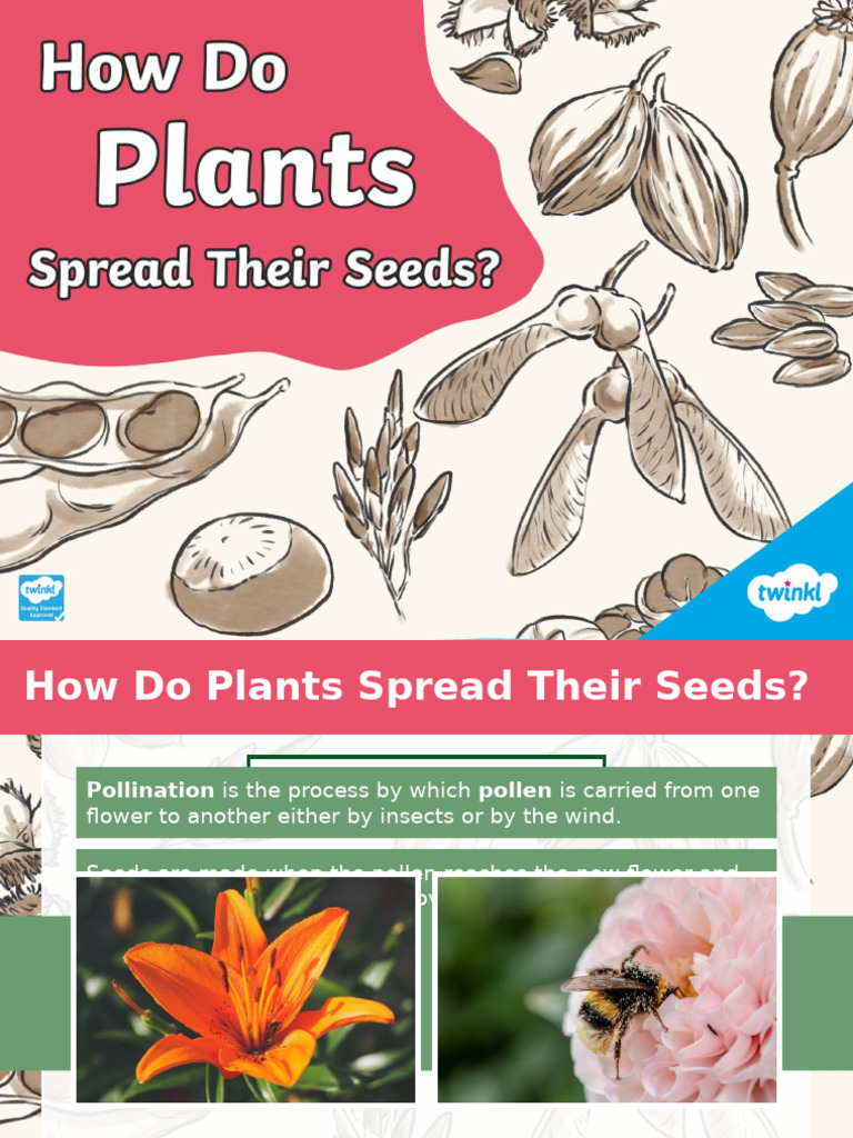Seed Dispersal Methods Explained | PDF | Flowers | Seed