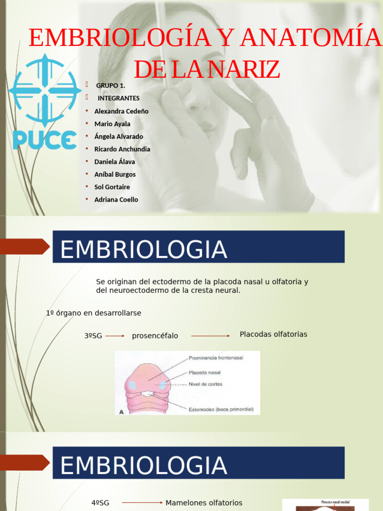 Anatomia y Embriologia de La Nariz | PDF | Nariz humana | Cabeza y cuello humanos