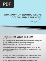 Anatomy of Appendix and Colon Explained | PDF | Large Intestine | Anatomy