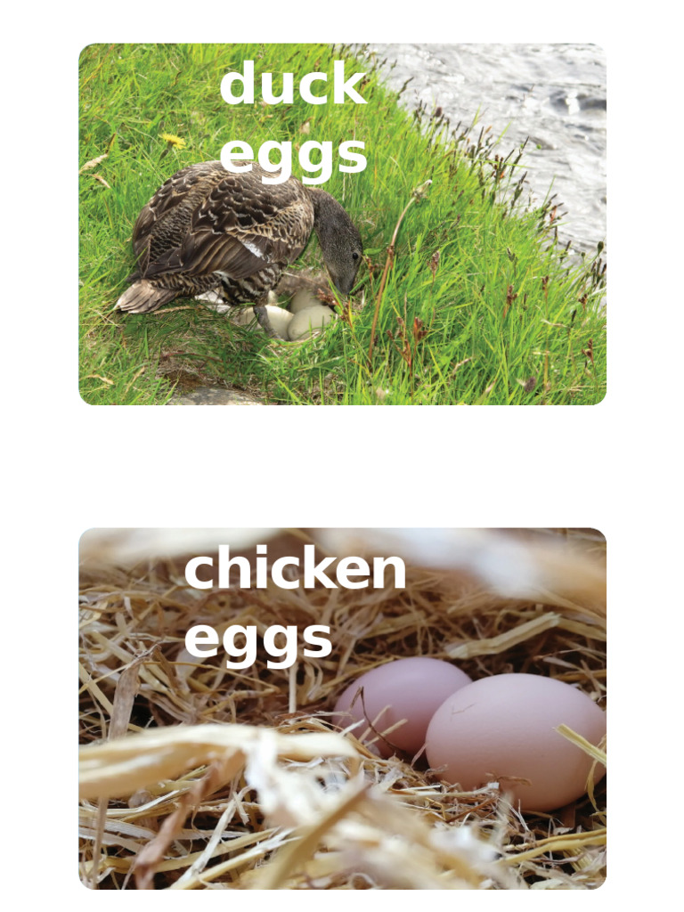 Eggs | PDF